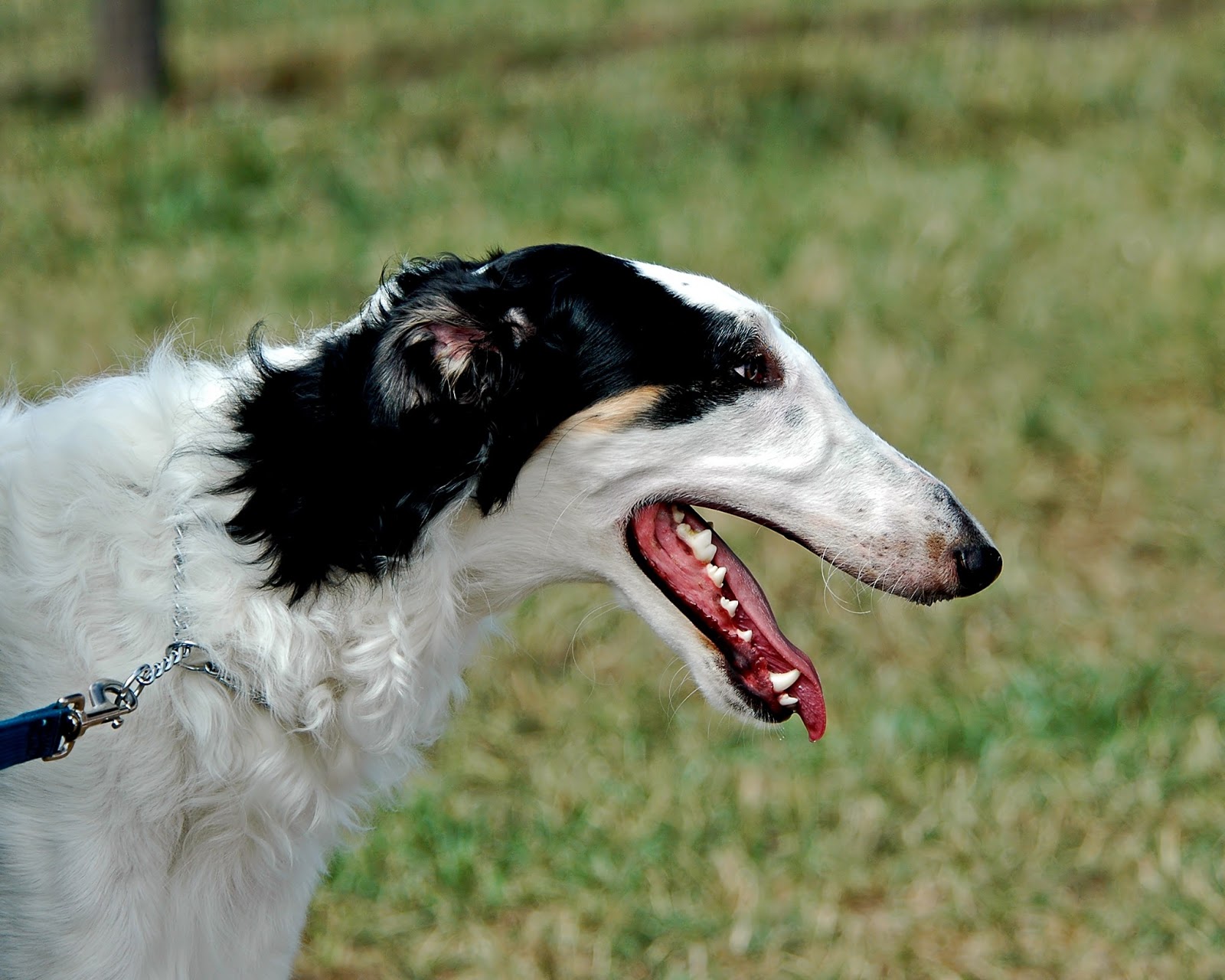 Borzoi ~ Bichinhos Meigos