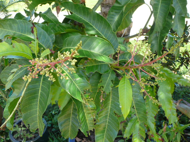 Gardening South Florida Style: More blooms in our garden