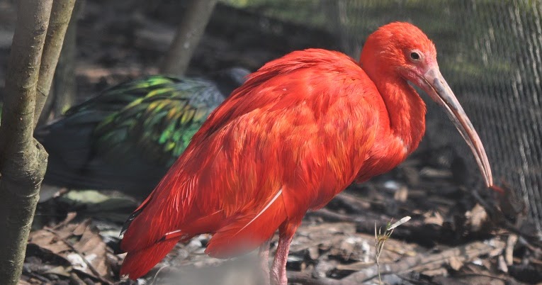 ZOOTOGRAFIANDO (6.100 ANIMALS): IBIS ROJO O ESCARLATA / SCARLET IBIS ...