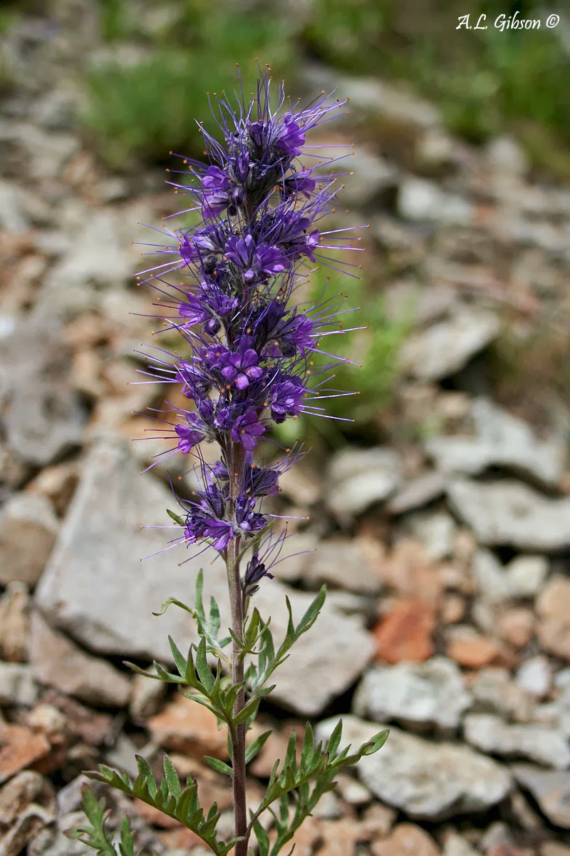 The Buckeye Botanist: Summiting Avalanche Peak in Yellowstone National Park