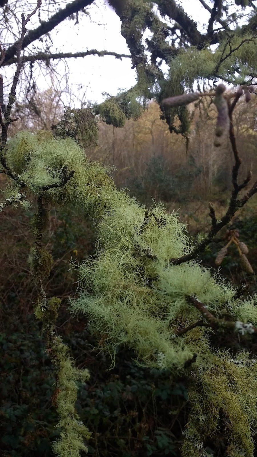 Gardening Matters: Lichens