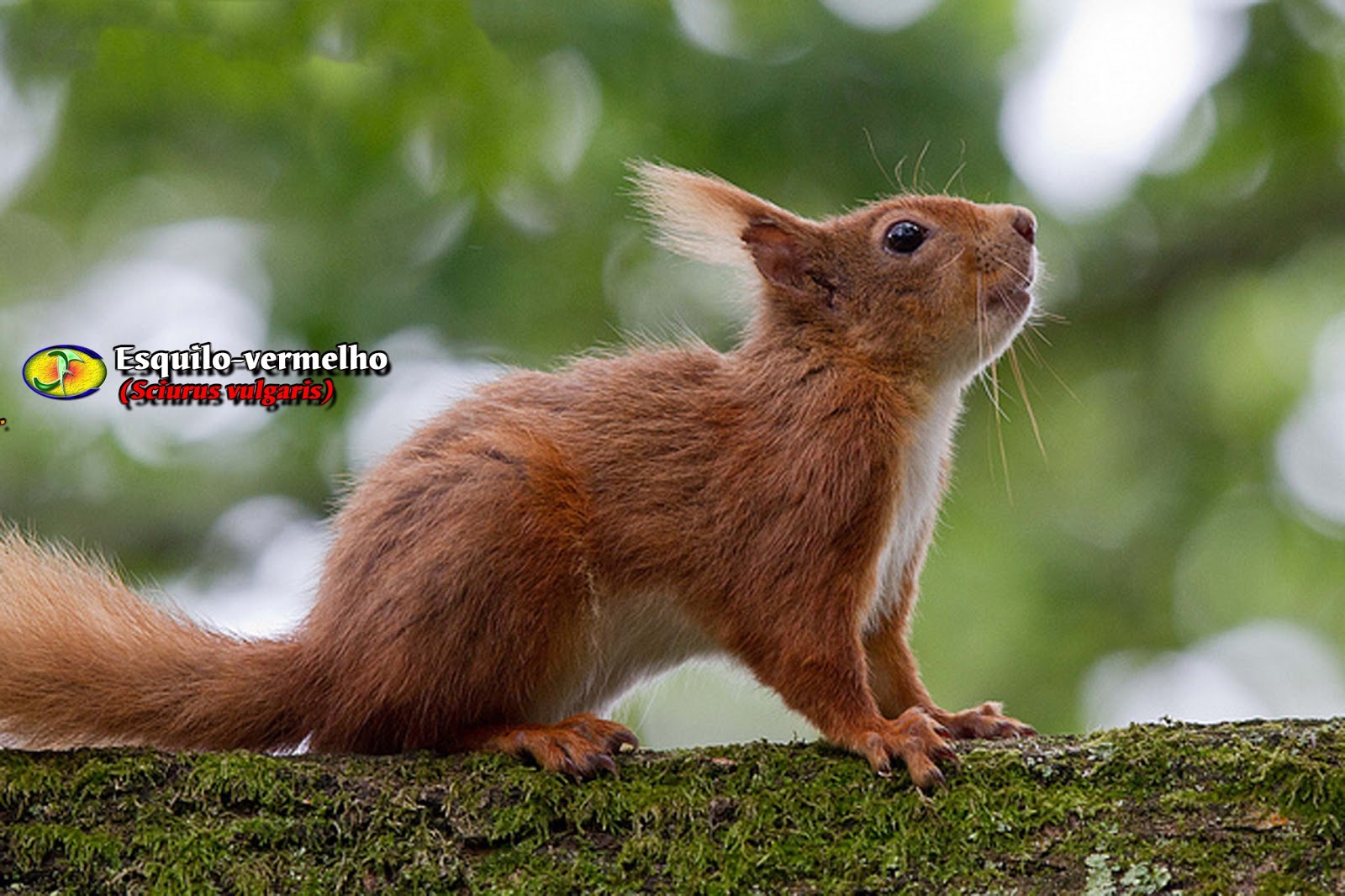 Zoologia: Esquilo-vermelho (Sciurus vulgaris)
