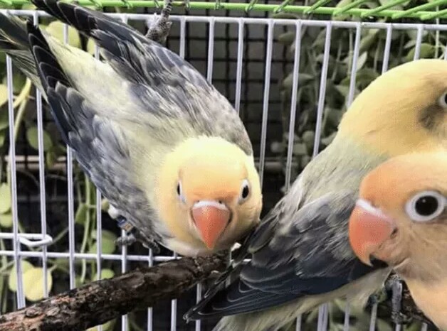 √ 8 Jenis Lovebird Biola beserta gambar dan Penjelasanya - Sukses Perawatan
