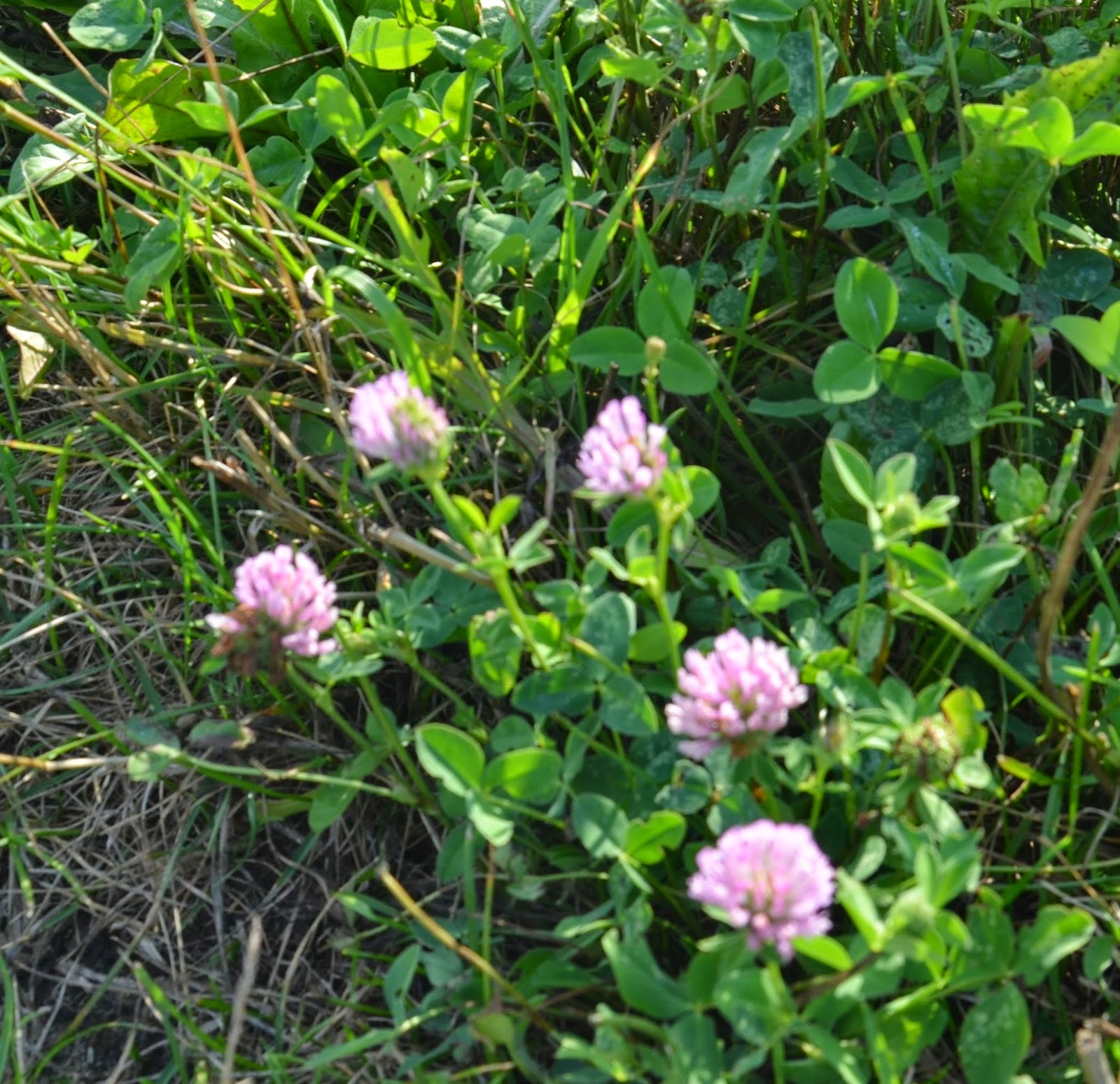 Ezoteryka i ja: Koniczyna czerwona