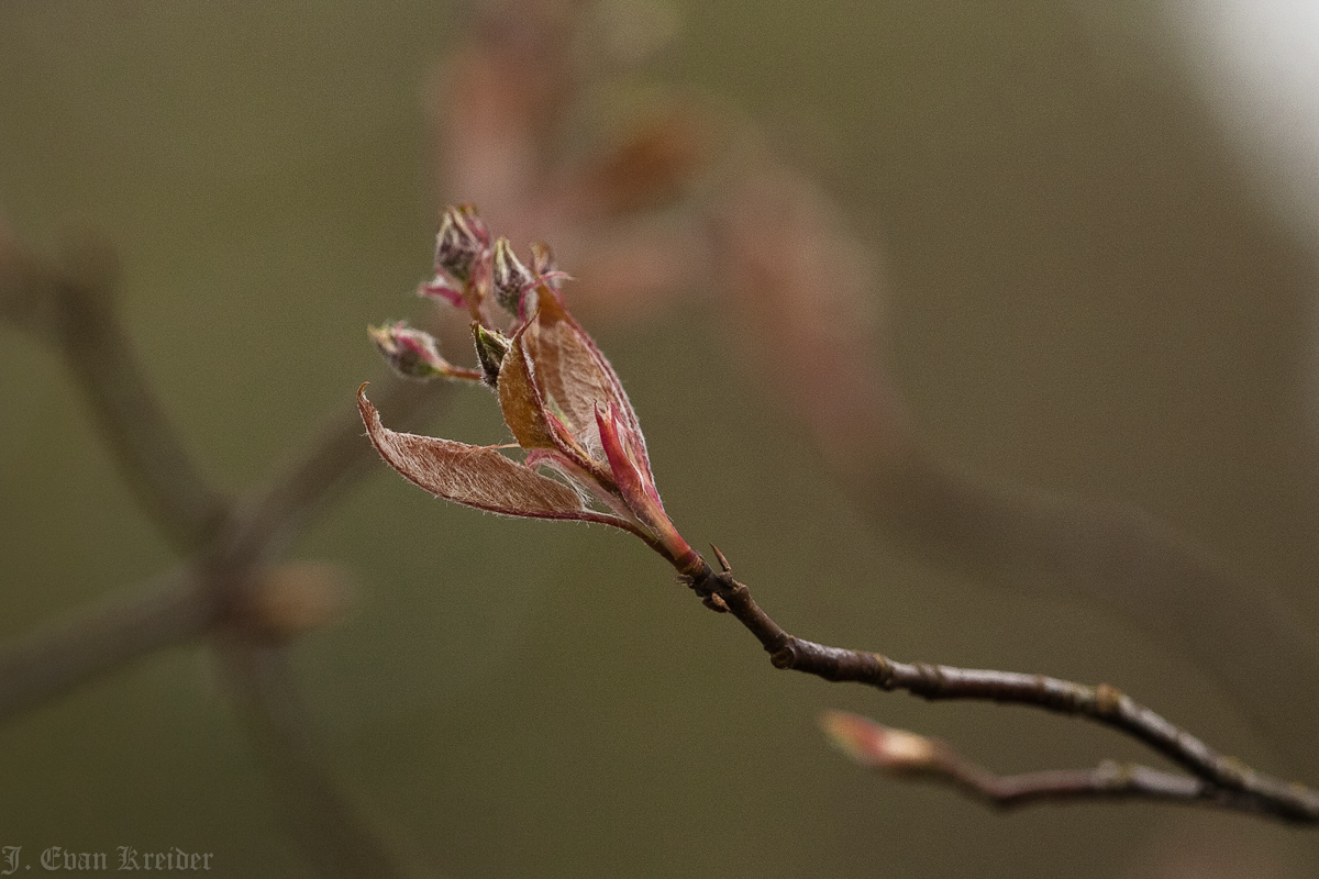 Kreider's Korner Photographs: More spring buds from Vancouver