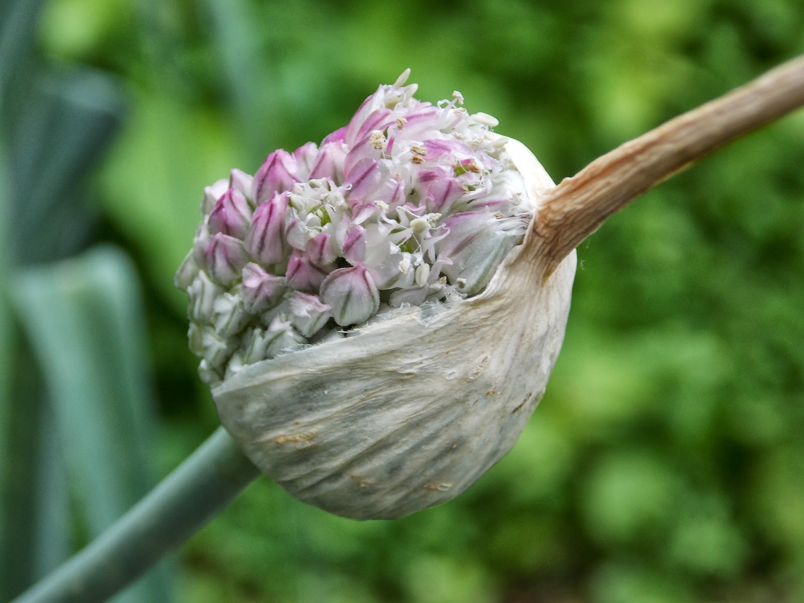 unbrivido: Cipolla ... fiore ...