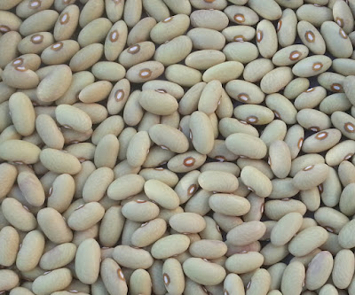 Harvest Monday - November 14, 2016