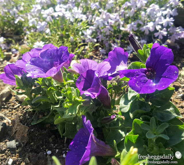 Planting Chicken-Friendly Edible Annual Flowers - Fresh Eggs Daily ...