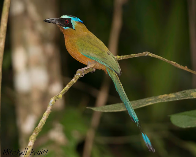 The Great Outdoors(man): The Land of the Hummingbirds, Trinidad and Tobago