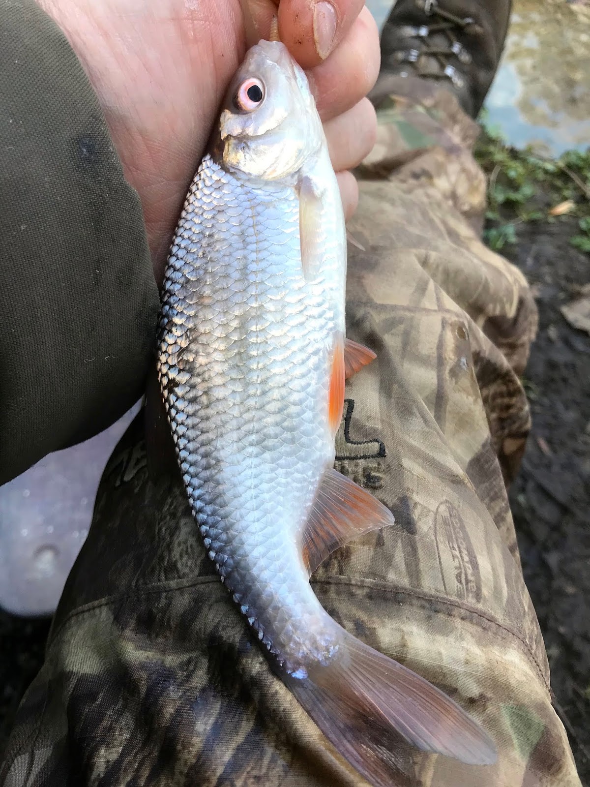 ROCHFORD, RIVER ROACH