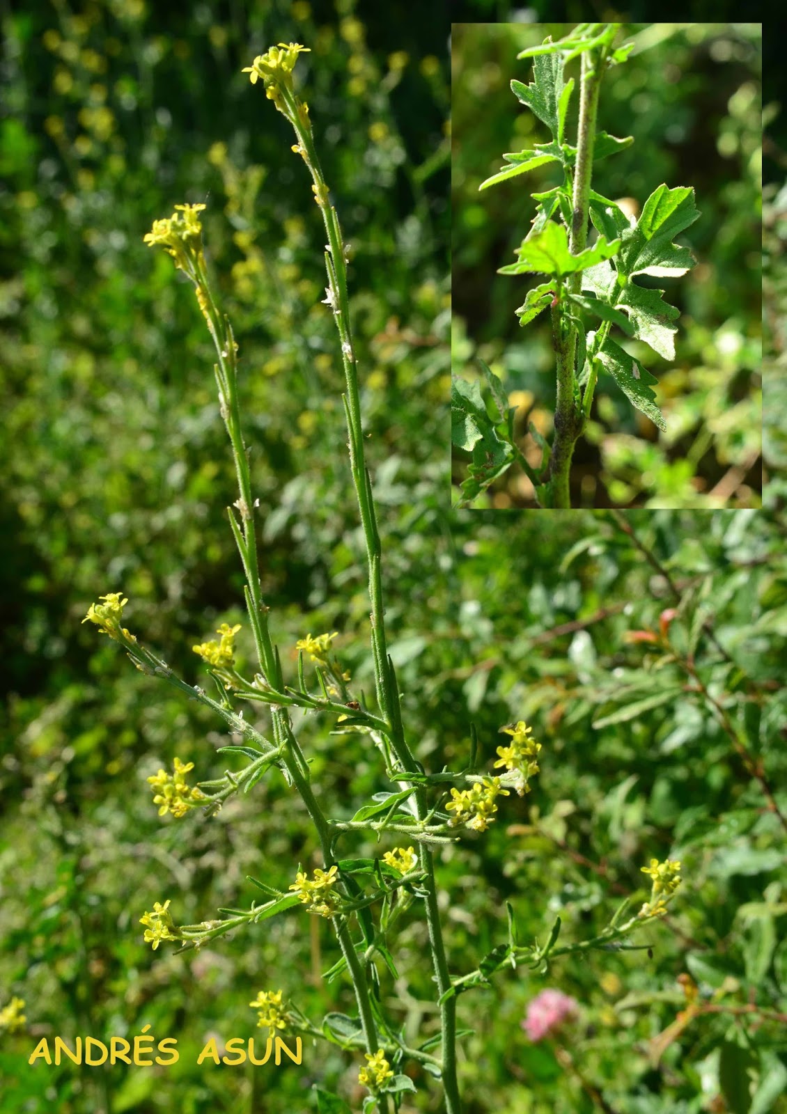 Flores silvestres de la Cordillera Cantábrica: CRUCIFERAS - Cruciferae