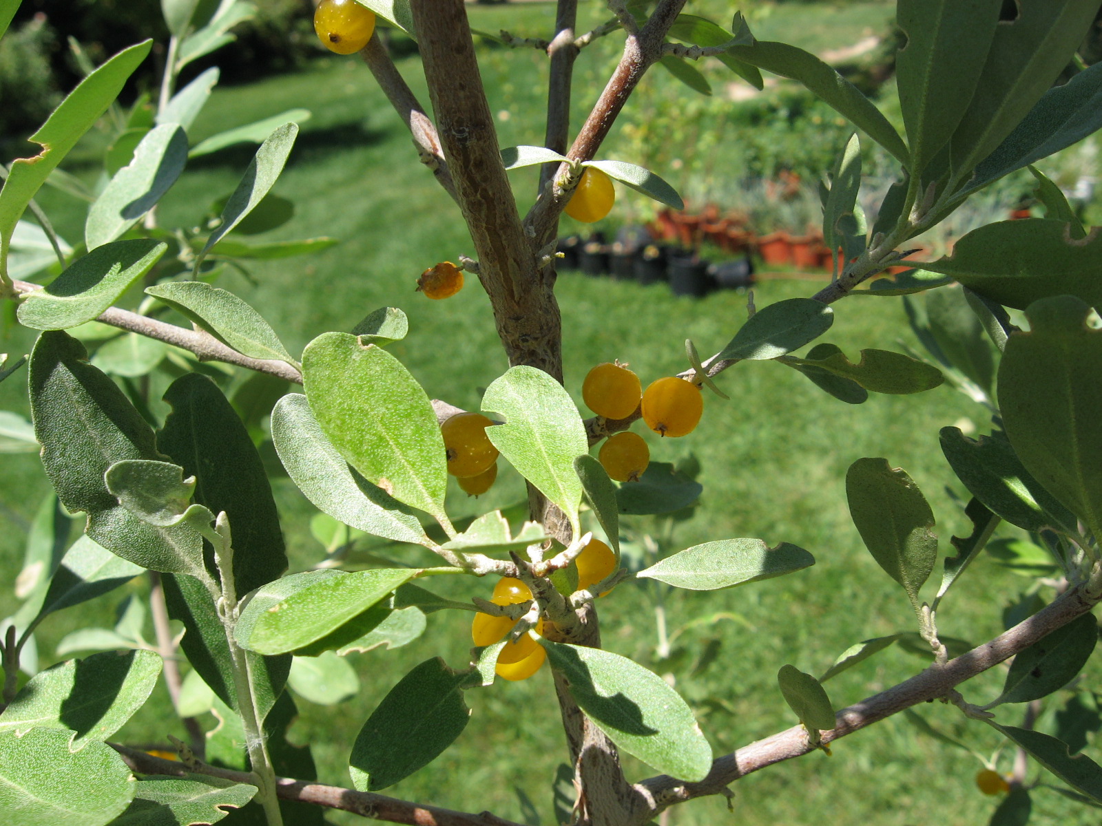 availability: Sheperdia argentea Silver Buffaloberry