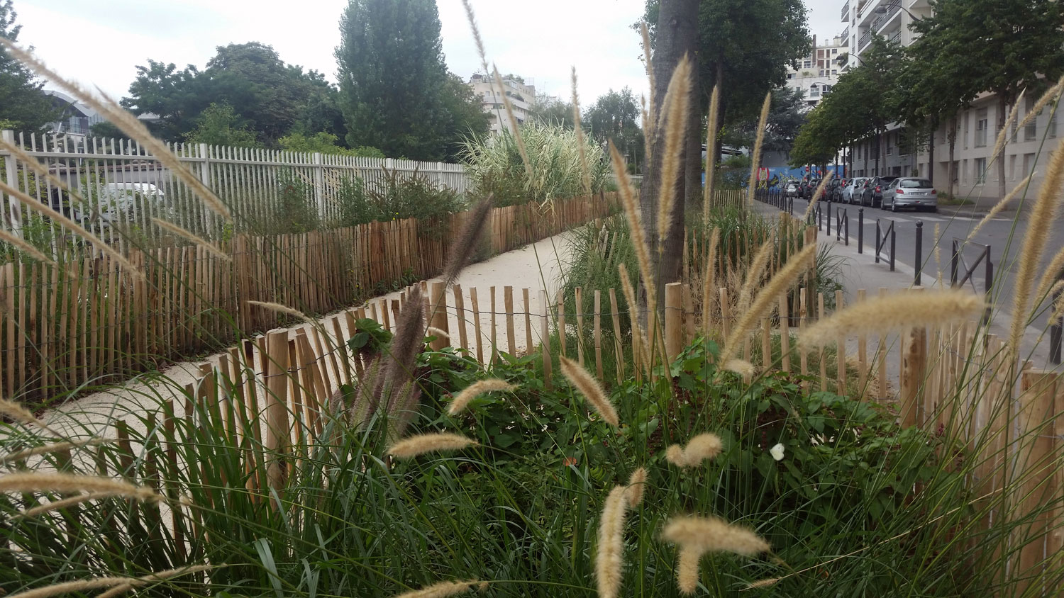 Derrière les joncs... la mer