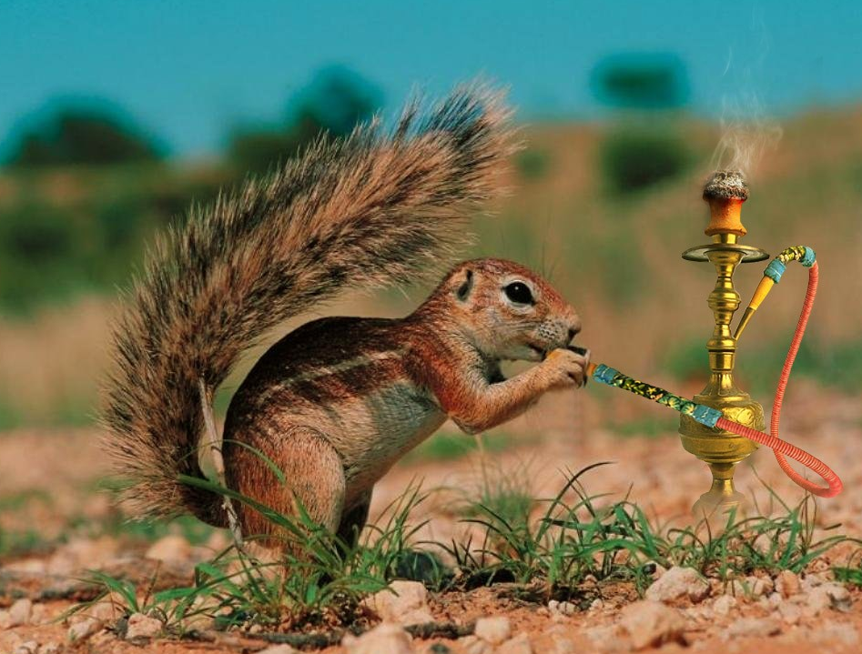 Top Ten Funniest Animals In The World ~ World Info