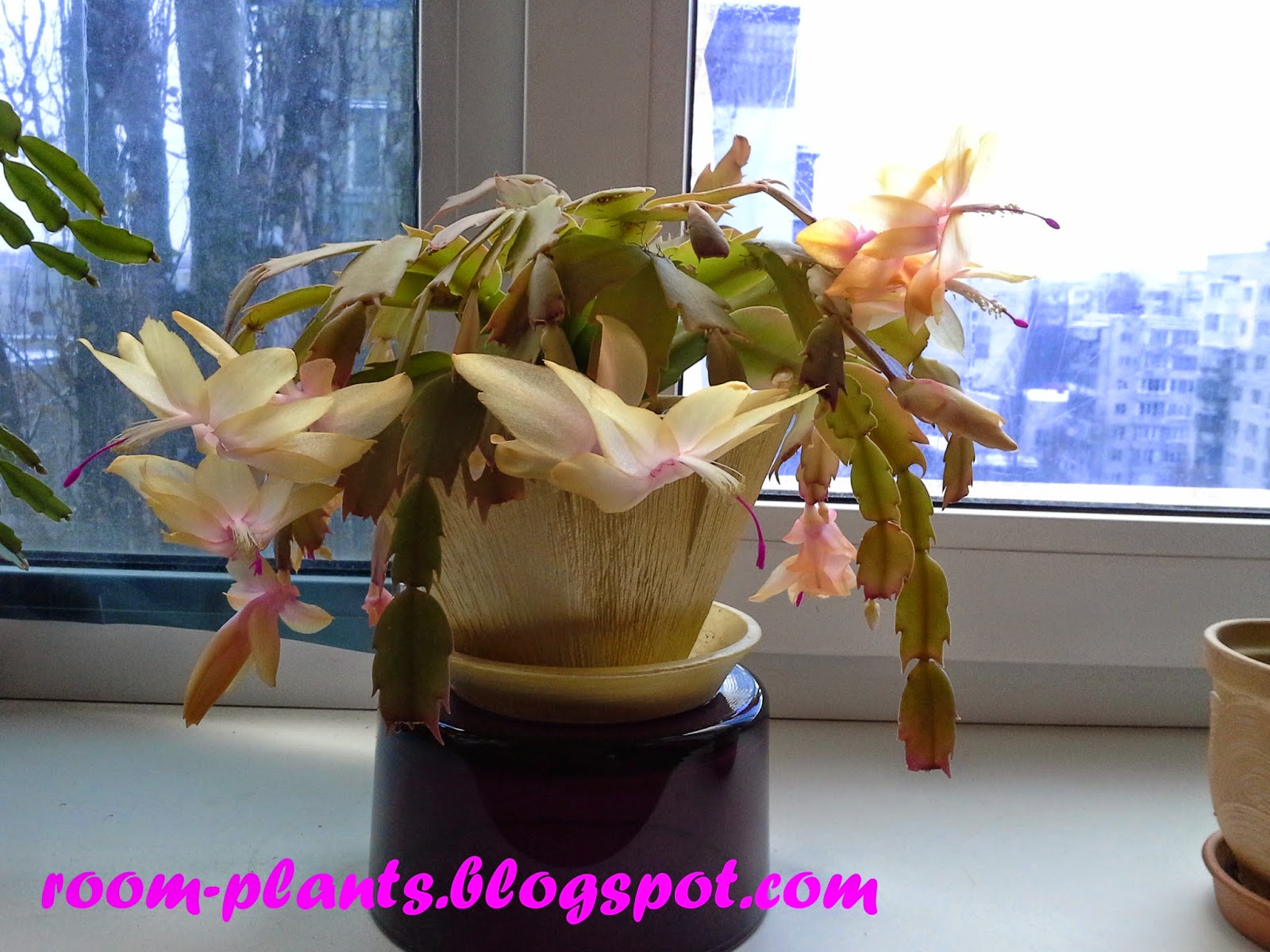 Plant's the soul of your flat: A Thanksgiving cactus care: Why does a ...