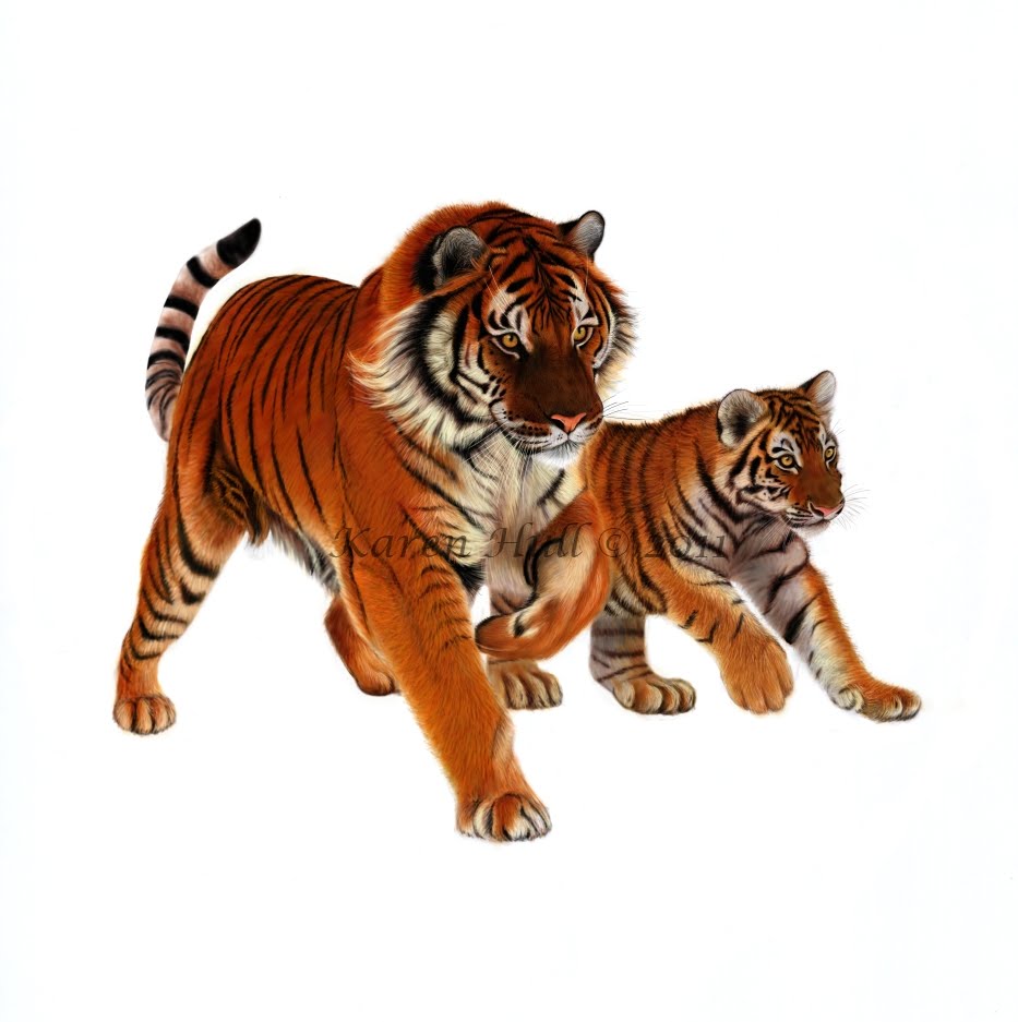 Karen Hull Art: Illustration - Tigers