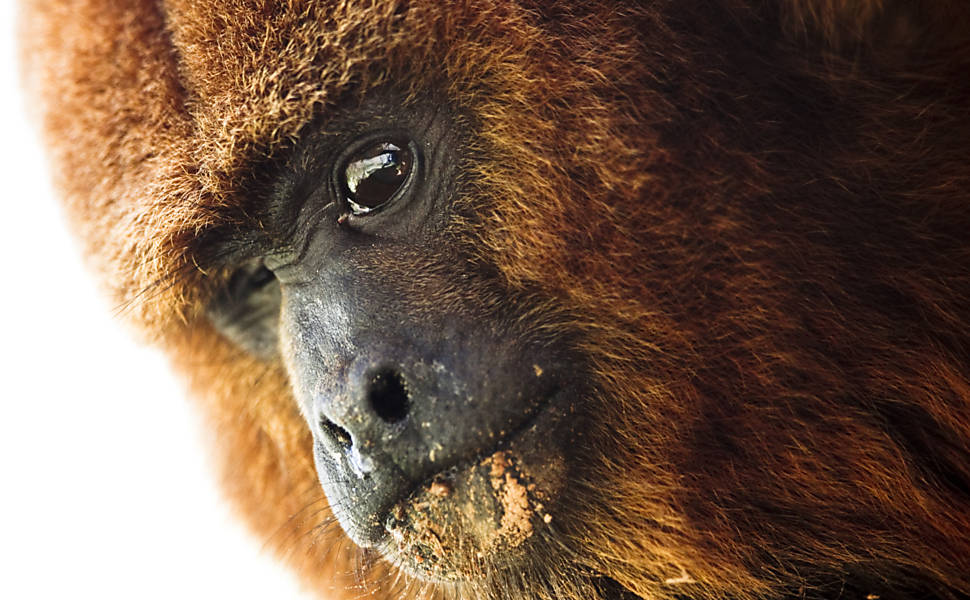 Reflexão para o fim de semana: crocodilo de zoológico vivia no lixo ...