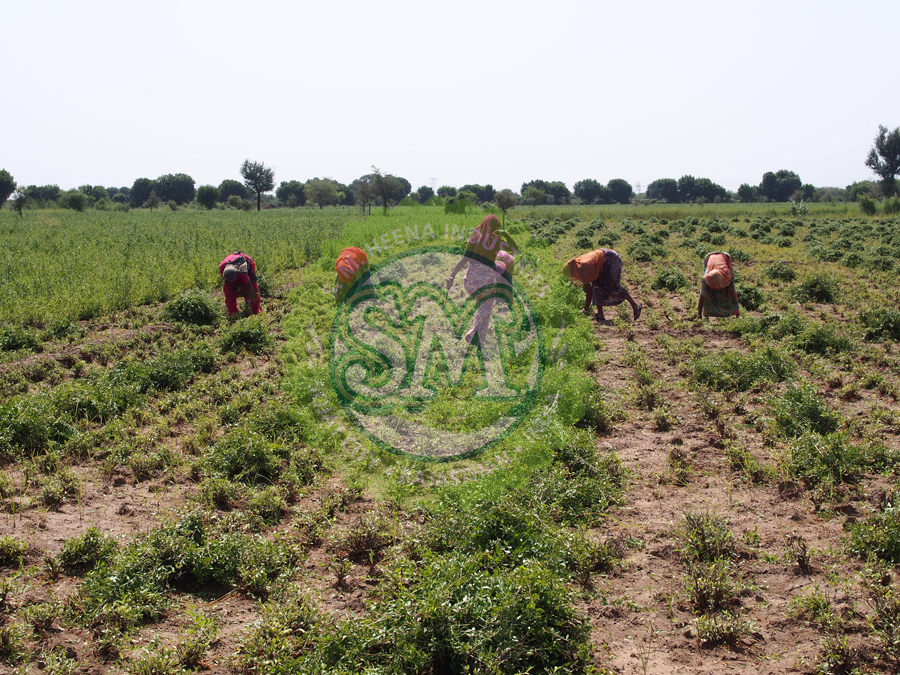 S. M. Heena Industries