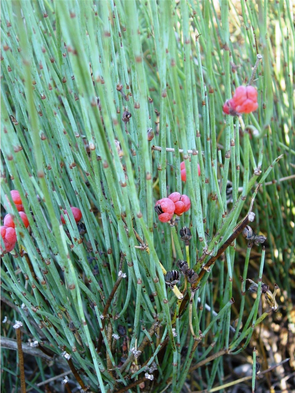 Taxonomia Plantae no Magnoliopsida: Phylum Tracheophyta Clase Gnetopsida