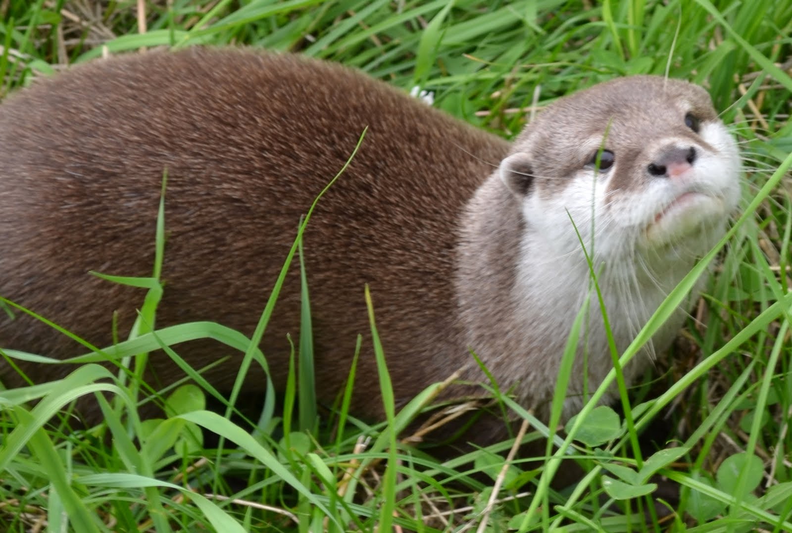 Tour Scotland: Tour Scotland Photographs Otter Perthshire