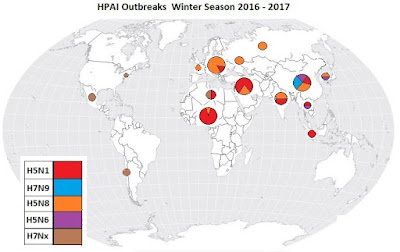 Avian Flu Diary: The Fog Of Bird Flu