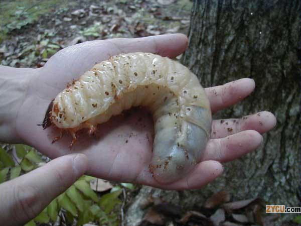 Outback Snack Australia: Witchety grub Bush Tucker