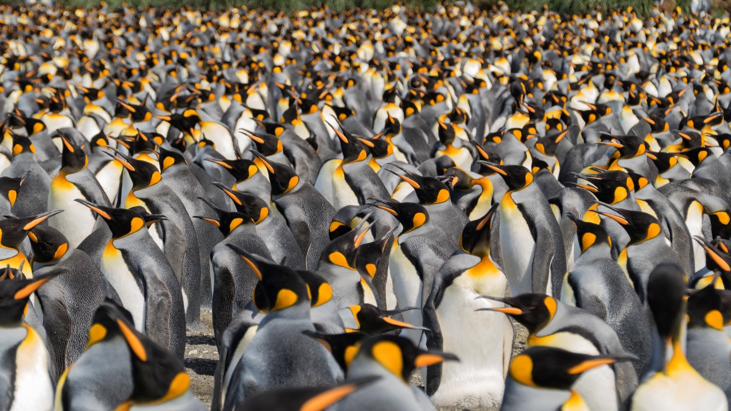 Follow North King Penguins Of South Georgia Island follow-north-king-penguins-of-south-georgia-island