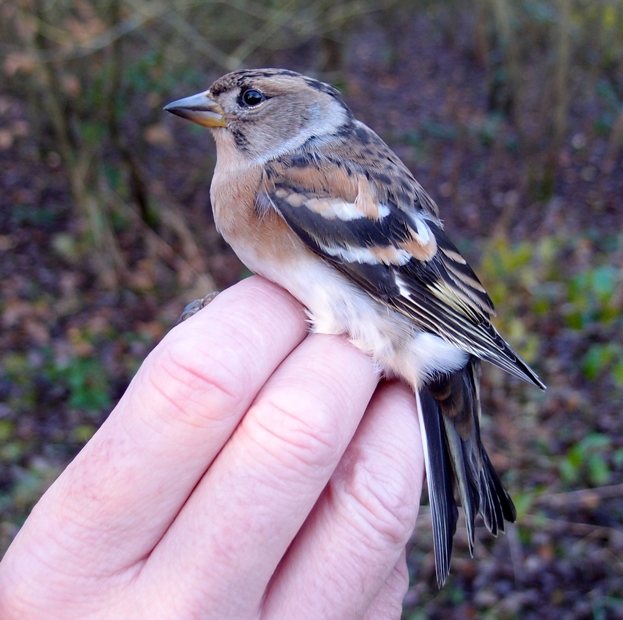 Two in a bush: Bramble finch fest and a Waxwing too