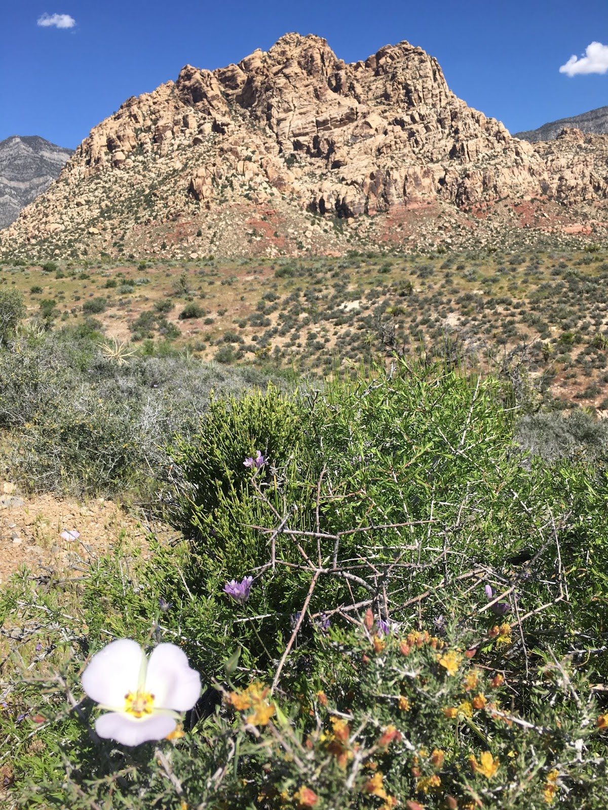 Bicycle Stories: Wildflower Wonderland along Red Rock Loop -- Enjoy the ...