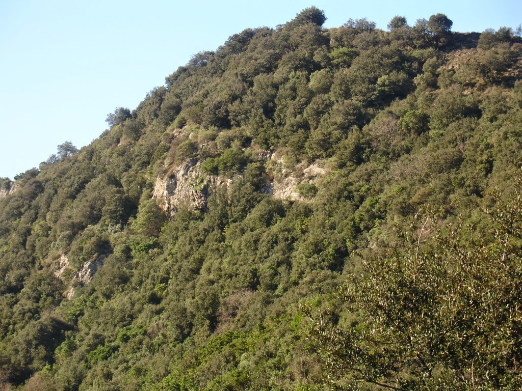 Km 130: Todas las criaturas grandes y pequeñas y el encinar cantábrico