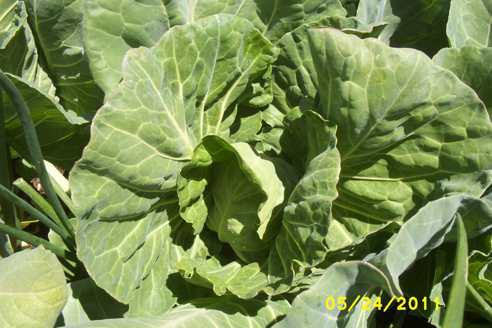 How Does My Garden Grow: What's happening in the garden lately?