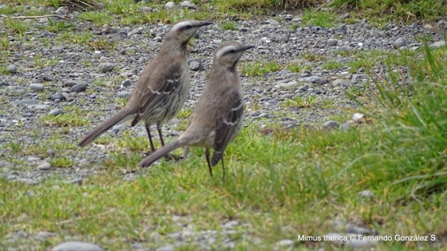 Aves del Sur de Chile: Puerto Montt y alrededores: Tenca - Mimus thenca ...