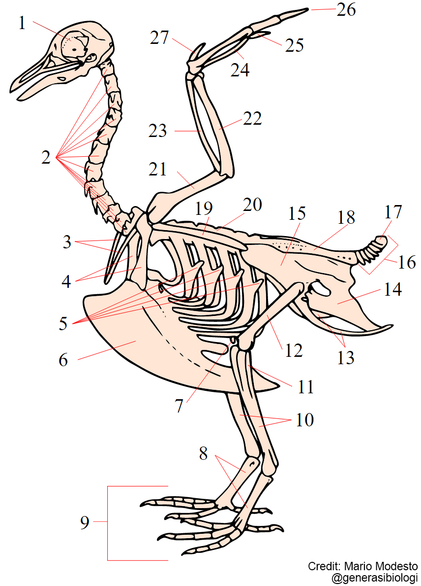 Anatomi Kelas Burung (Aves) | Materi Lengkap - Bimbel Sekolah
