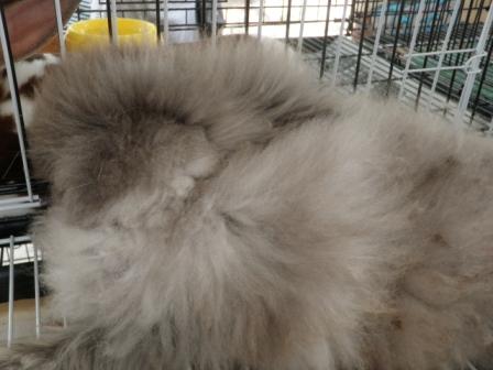 ! RABBIT IN THE WEB !: Rabbit Exhibition, Georgetown, Penang