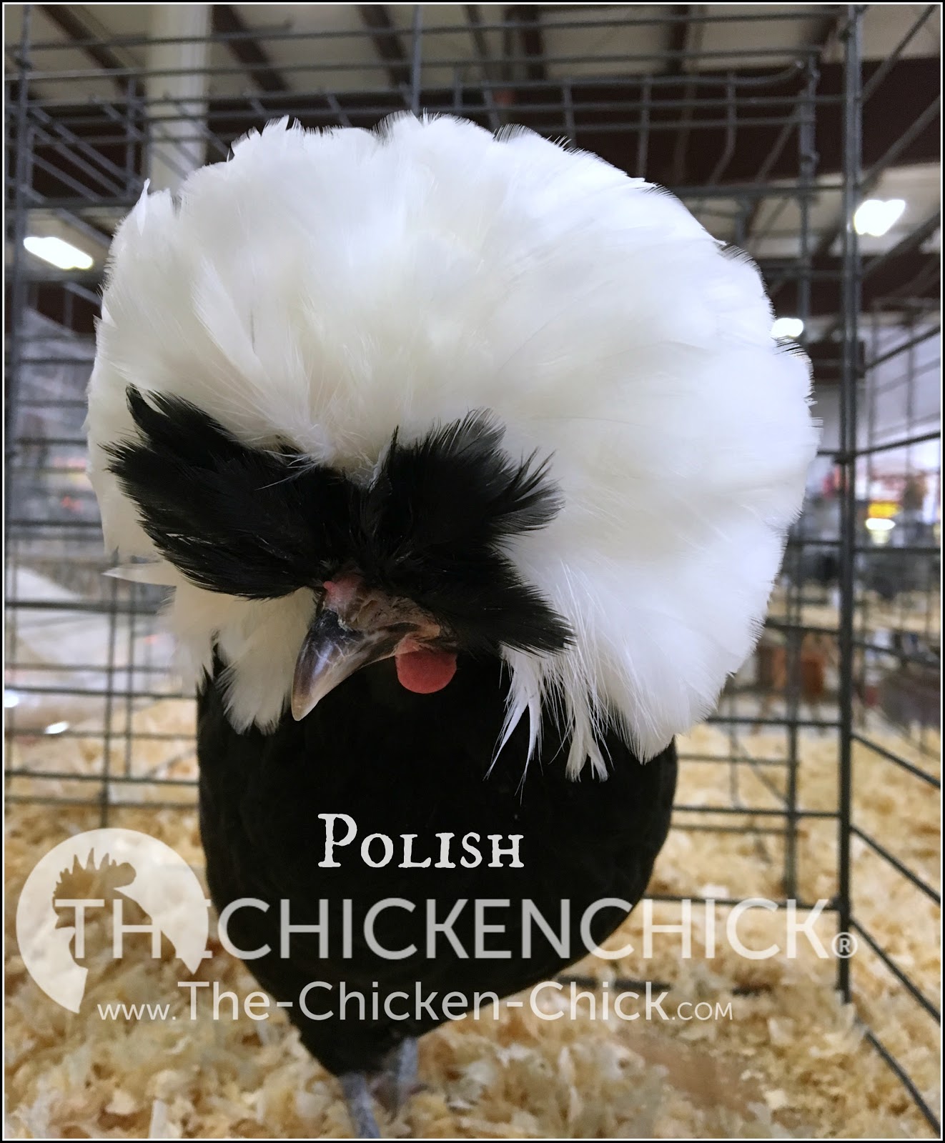 Tips For The Help Of Crested Chicken Breeds