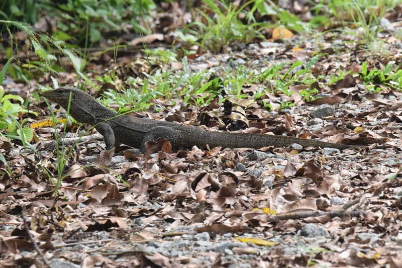 Singapore Wild Animals: Monitors