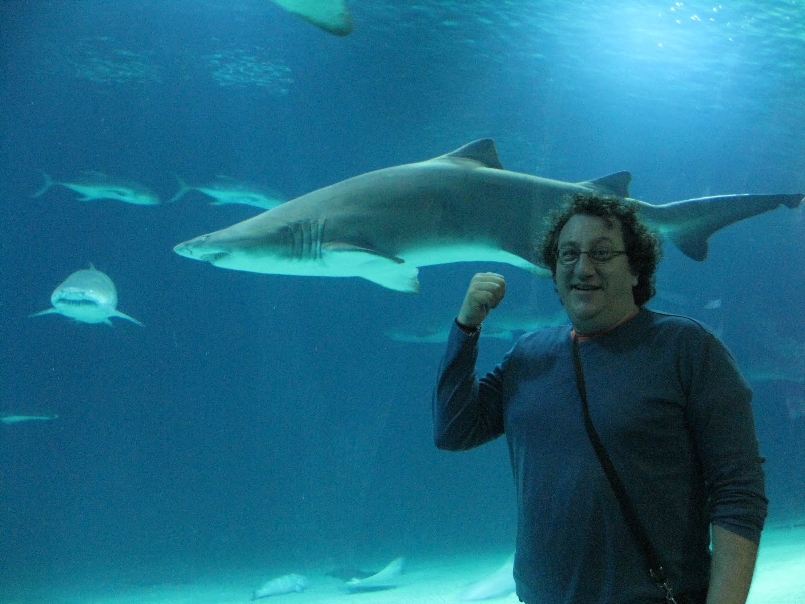 A SOLAS CON CLIO: l'Oceanografic (Valencia): una de tiburones