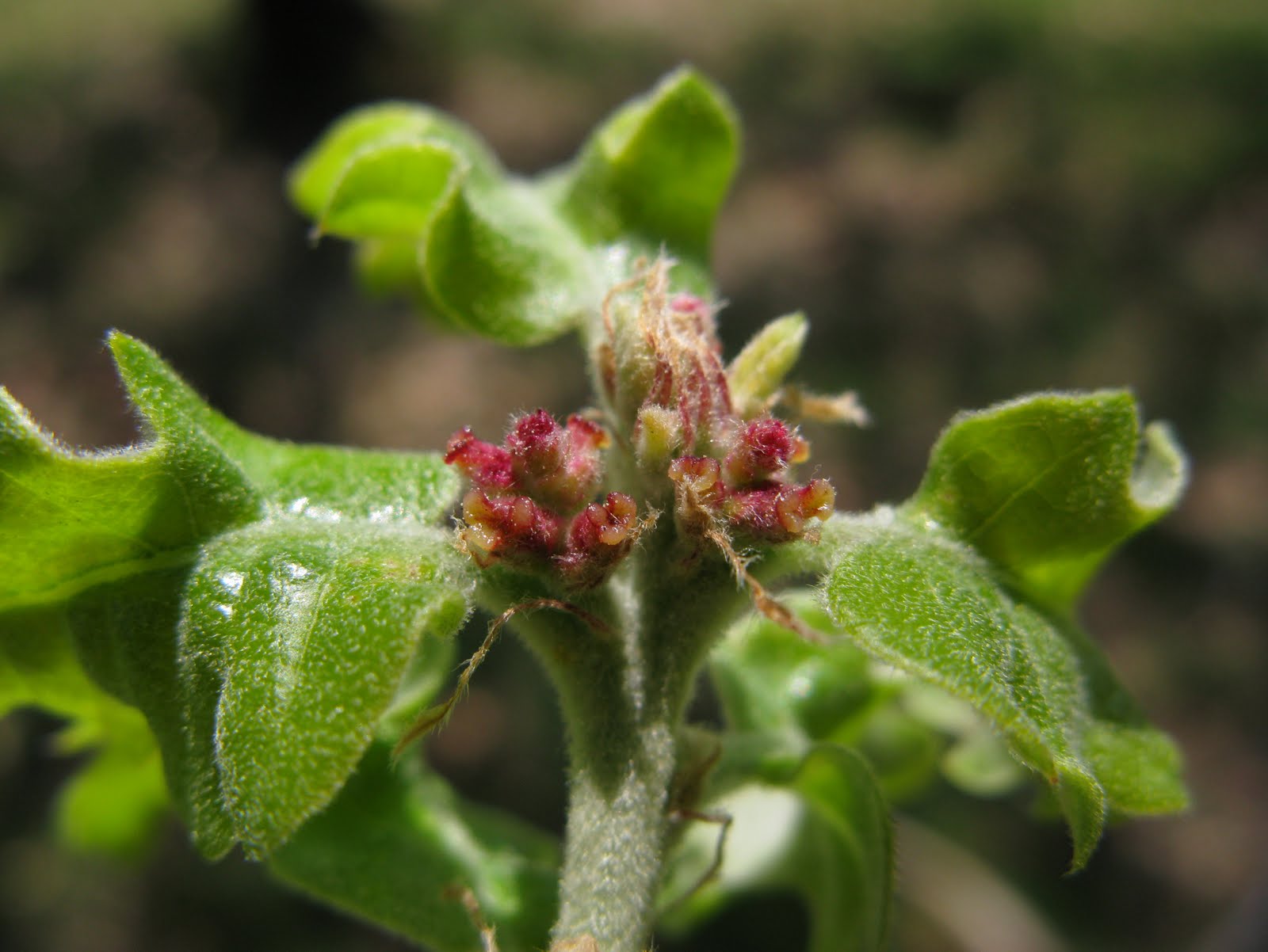 Flores y Palabras: Flores femeninas del roble