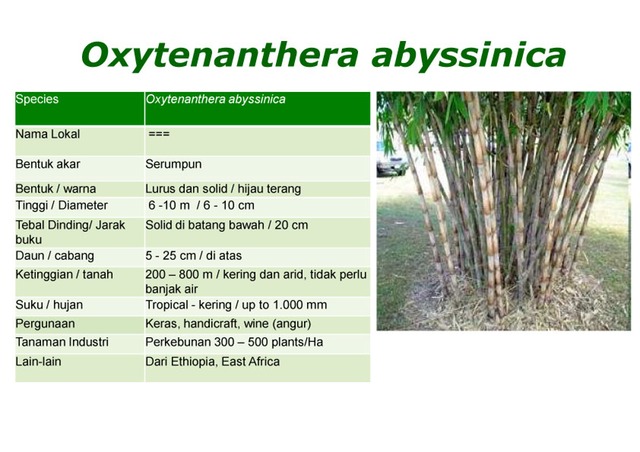 Jenis dan ciri tumbuhan Bambu serta Manfaatnya - Jenisajatitik