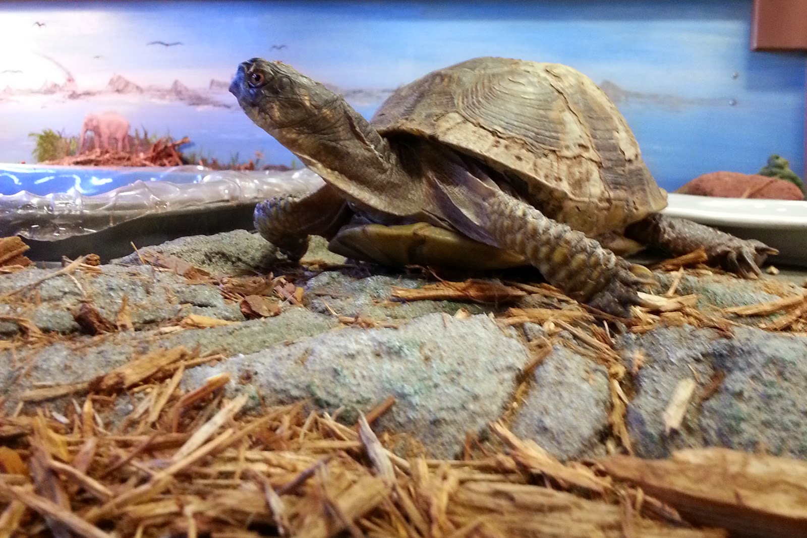 World Bird Sanctuary: New Box Turtle Exhibit