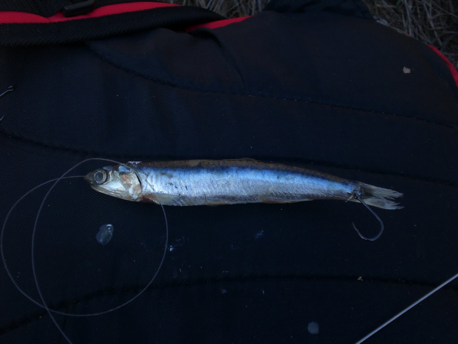 la dura vida de un pescador sin tiempo: Montaje pez muerto