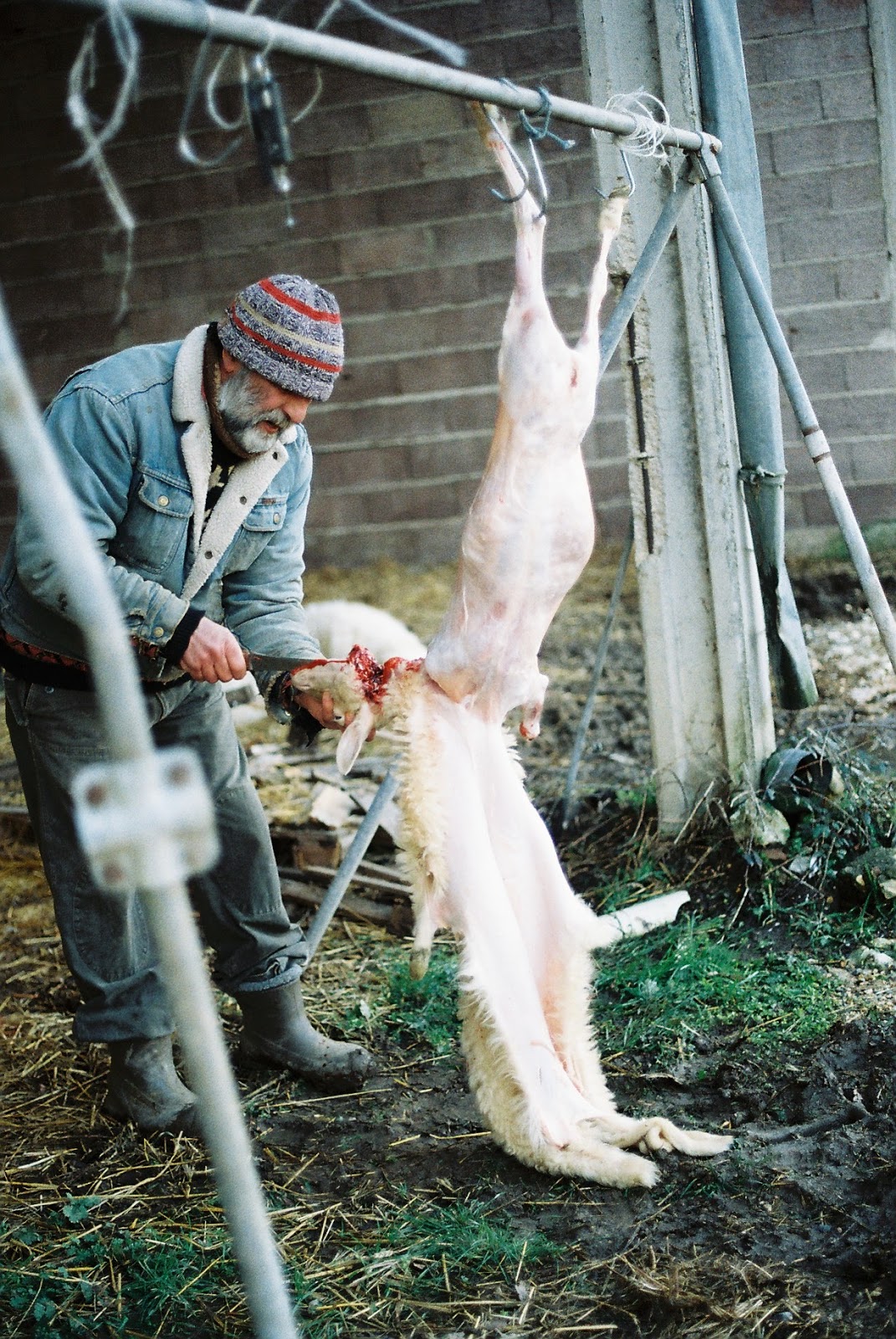 Lamb slaughter