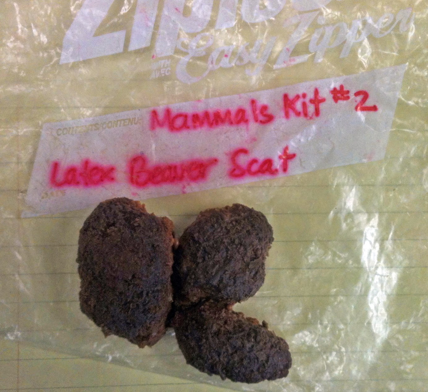 Ink & Snow: Castor Canadensis: The King's Beavers