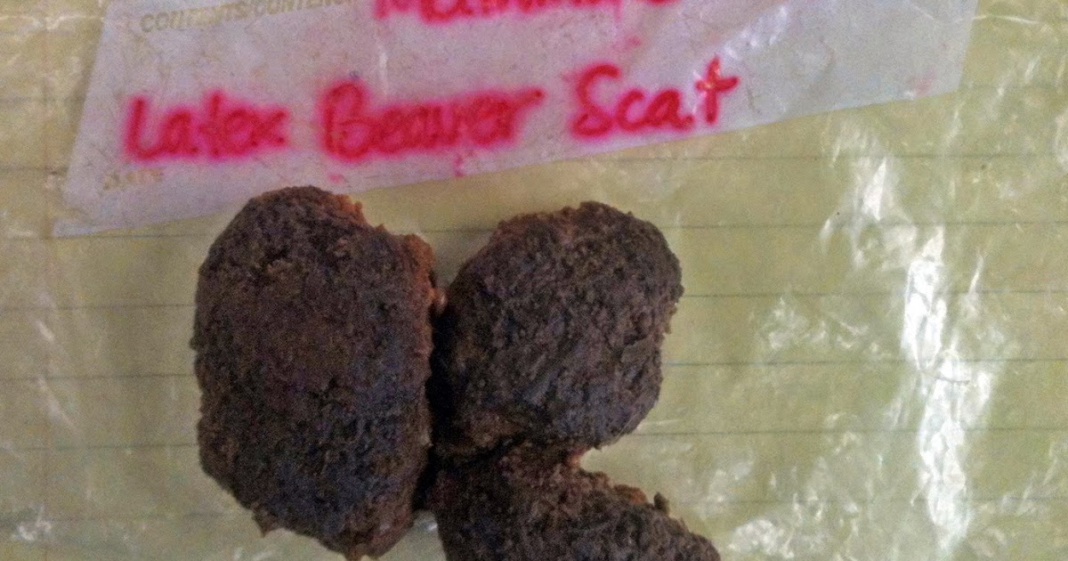 Ink & Snow: Castor Canadensis: The King's Beavers