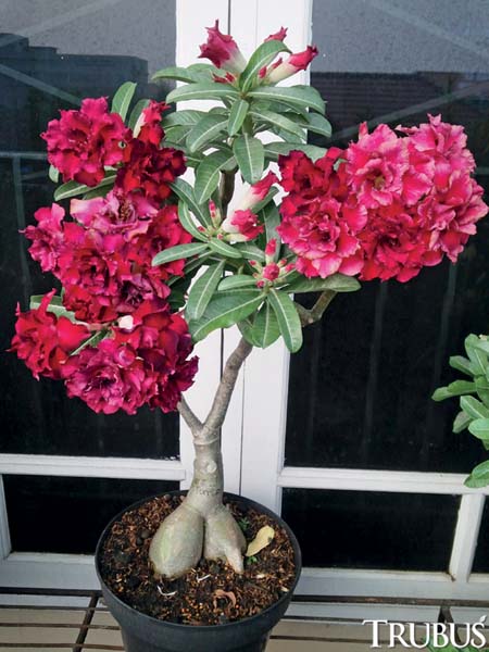 Tips Merawat Tanaman Adenium