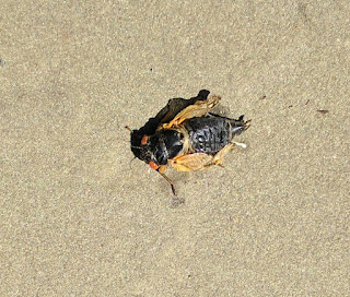 The More, The Messier: Time To Bug Out