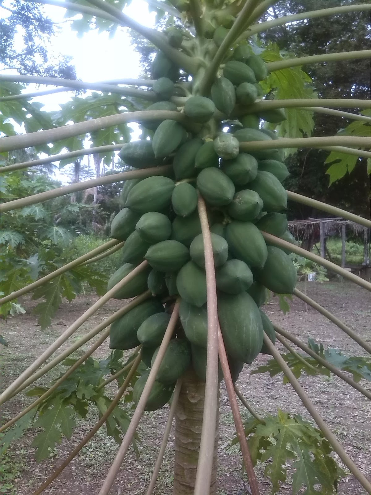 VISIÓN AGROECOLÓGICA: La lechoza es un milagro natural por sus ...