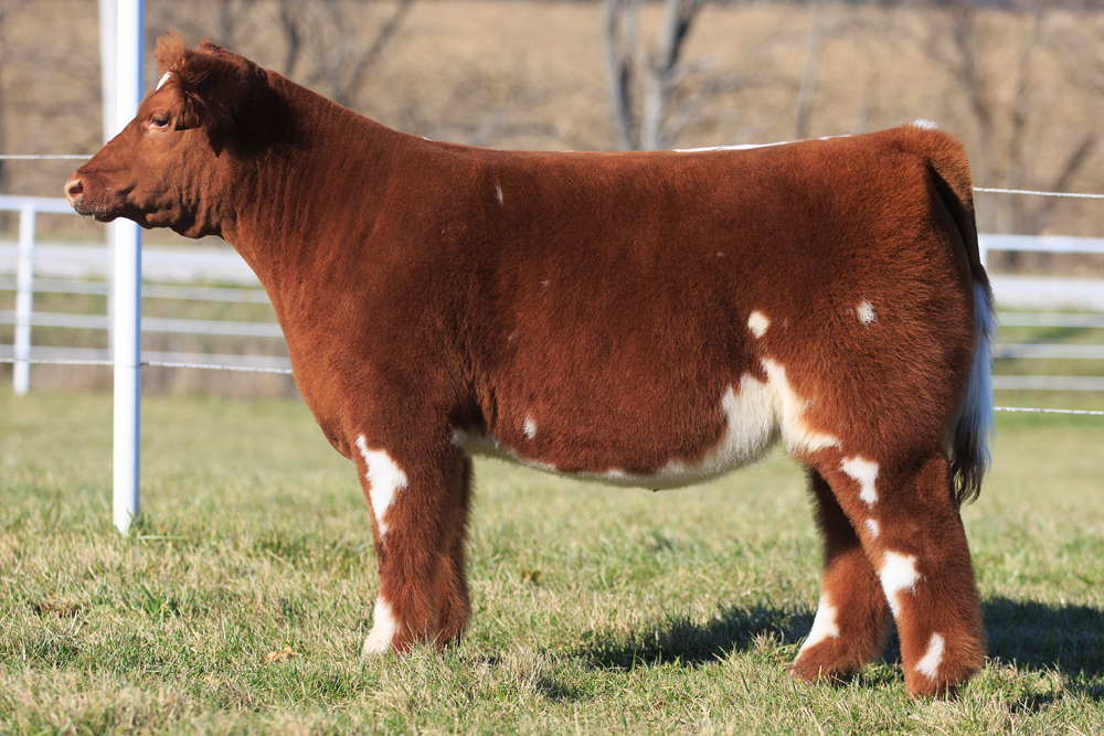 RCC Blog: Goretska Show Steers Selling Today