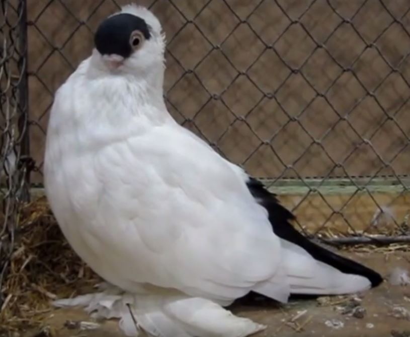 World of Pigeons and Doves: Bialostocka Krymka Tumbler