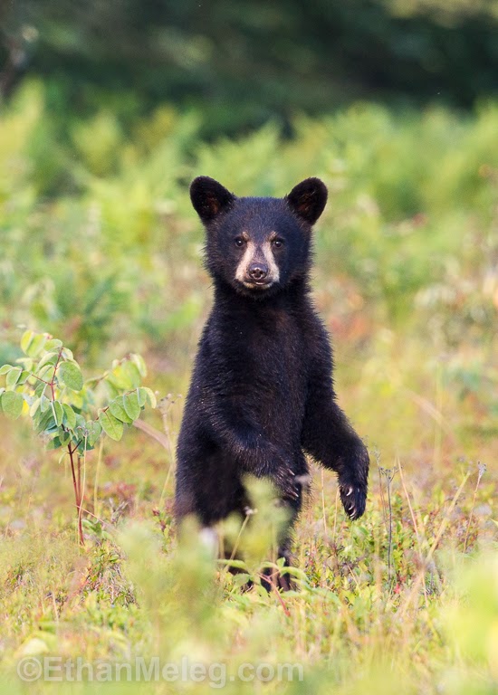 Ethan Meleg - Nature Photography Blog: Black Bears and the Barron ...